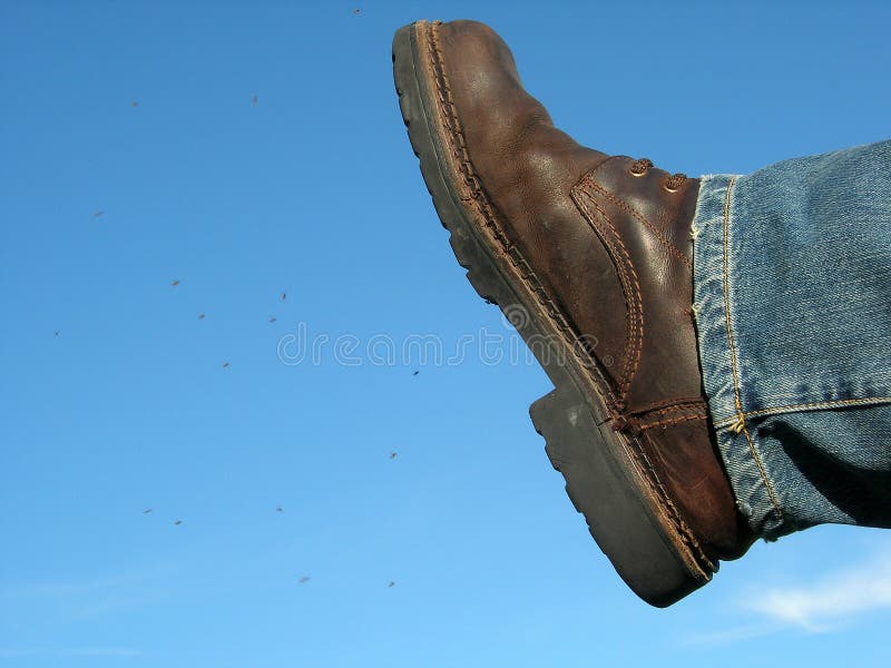 Shoe with Insects III stock image. Image of stinking, midge - 2737239