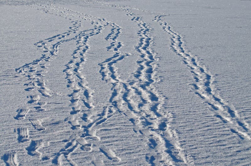 Shoe marks in the snow stock image. Image of marking - 209306885