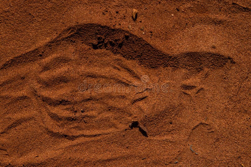 Shoe prints in the sand stock photo. Image of sand, hiking - 169135374