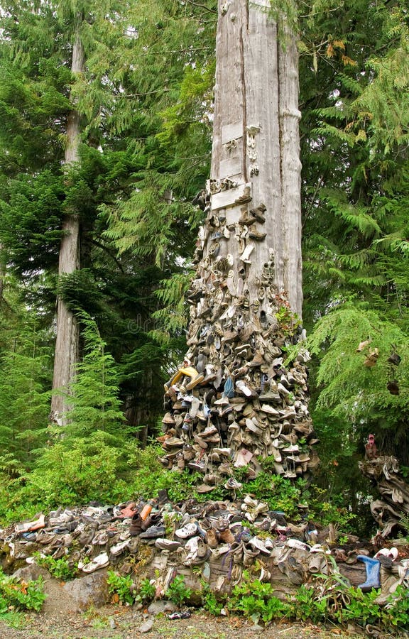 Famous Shoe Tree in Amboy, California Stock Photo - Image of road ...