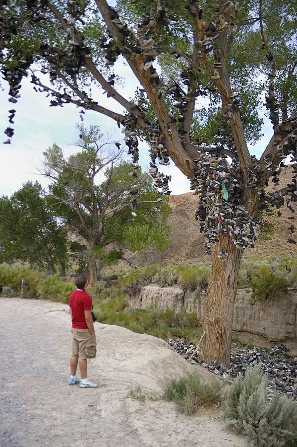 The shoe tree! stock photo. Image of area, tree, shoe - 64995596