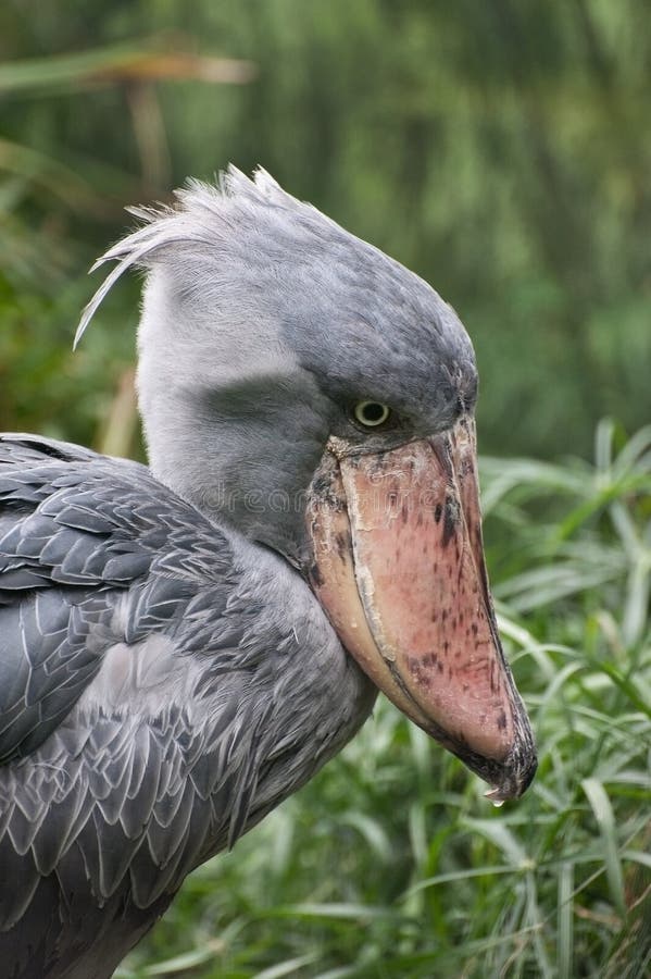 Shoebill stock image. Image of water, predator, africa - 20749989