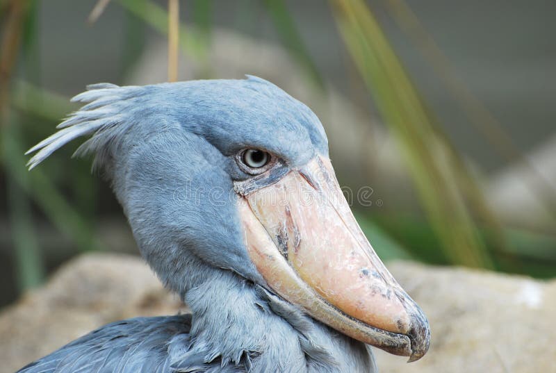 Shoebill Heron stock image. Image of rare, unusual, water - 16614855