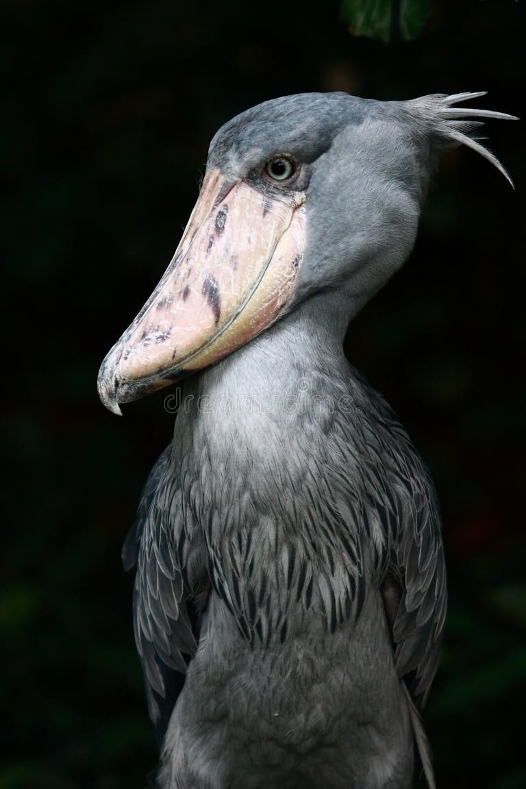 976 Shoebill Bird Stock Photos - Free & Royalty-Free Stock Photos from ...
