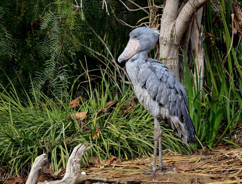 Shoebill Heron stock image. Image of rare, unusual, water - 16614855