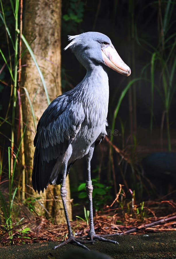 Shoebill stork stock photo. Image of ancient, large, bird - 20792056