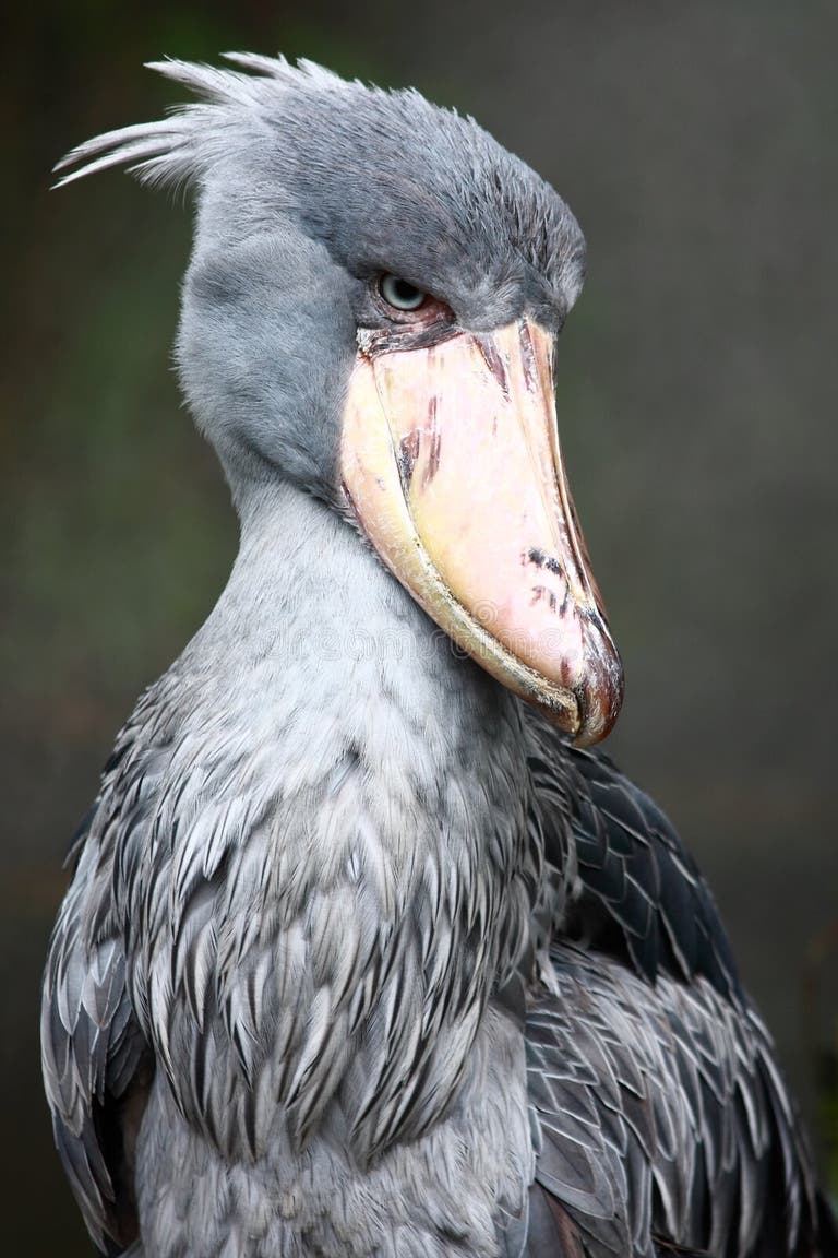 923 Shoebill Bird Stock Photos - Free & Royalty-Free Stock Photos from ...