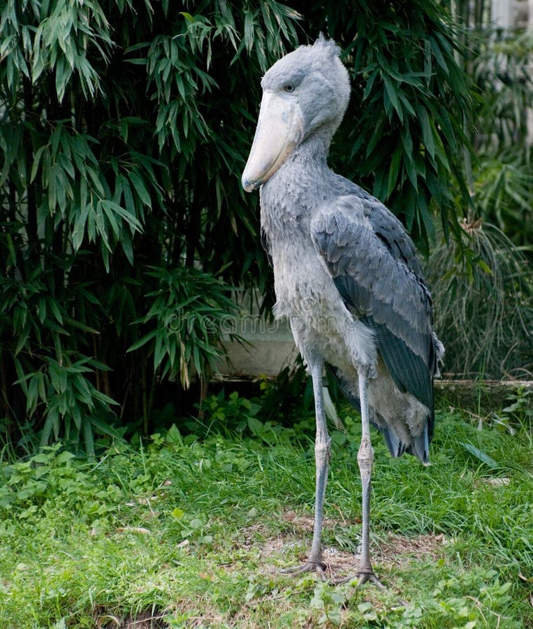 Shoebill stock photo. Image of biology, animal, long, bills - 7882450