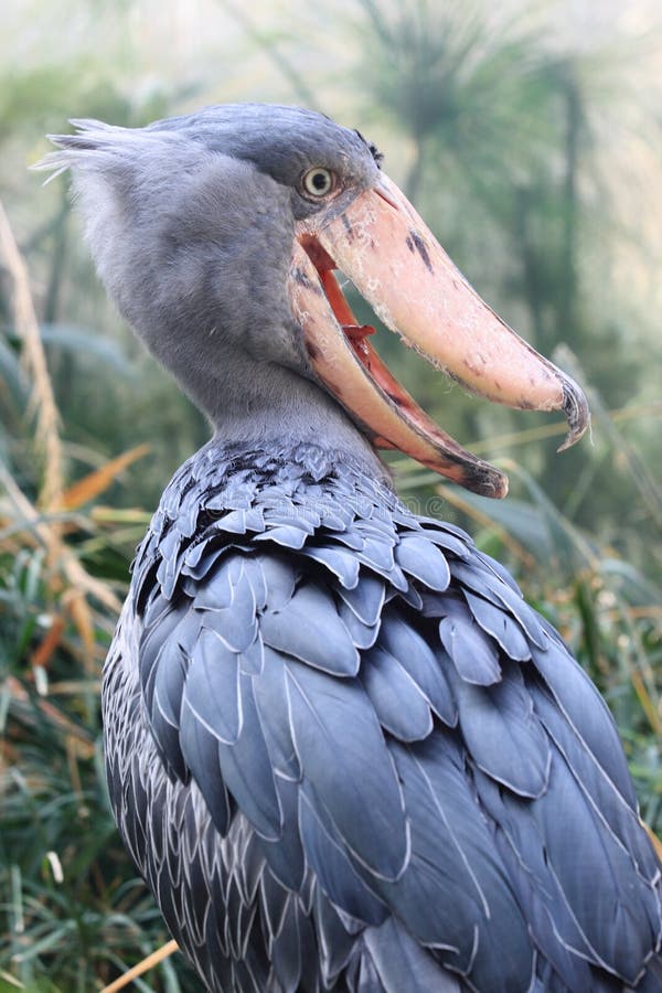 Shoebill stock photo. Image of open, adult, nature, grassland - 38852674