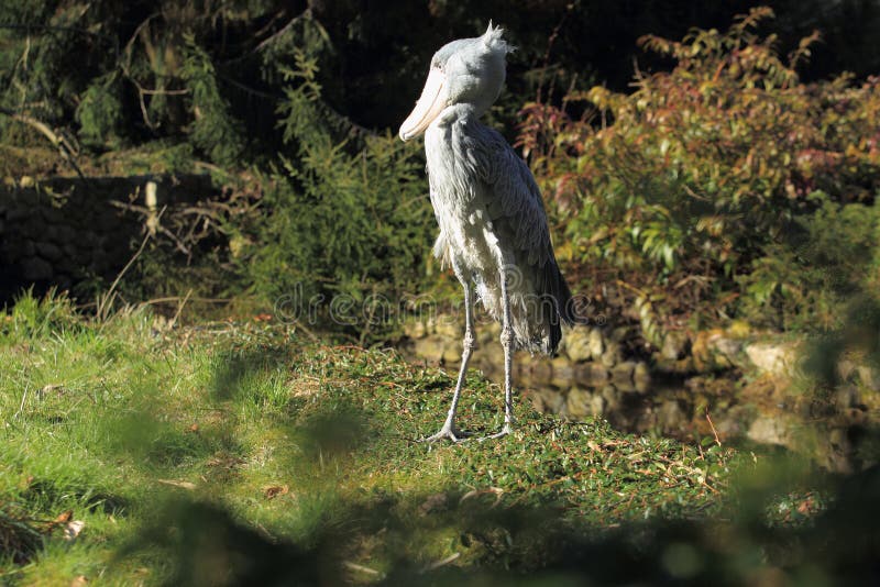 Shoebill Standing Very Straight Showing Full Height Stock Image - Image ...