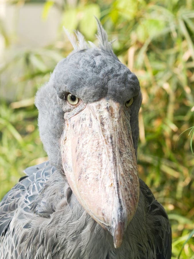 Shoebill (Balaeniceps rex) stock image. Image of wild - 30383087