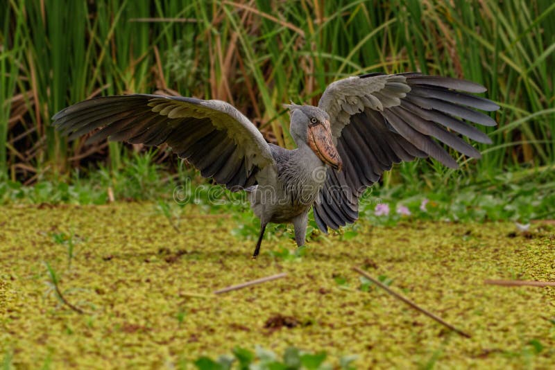 Shoebill, Balaeniceps rex stock photo. Image of eyes - 155930828