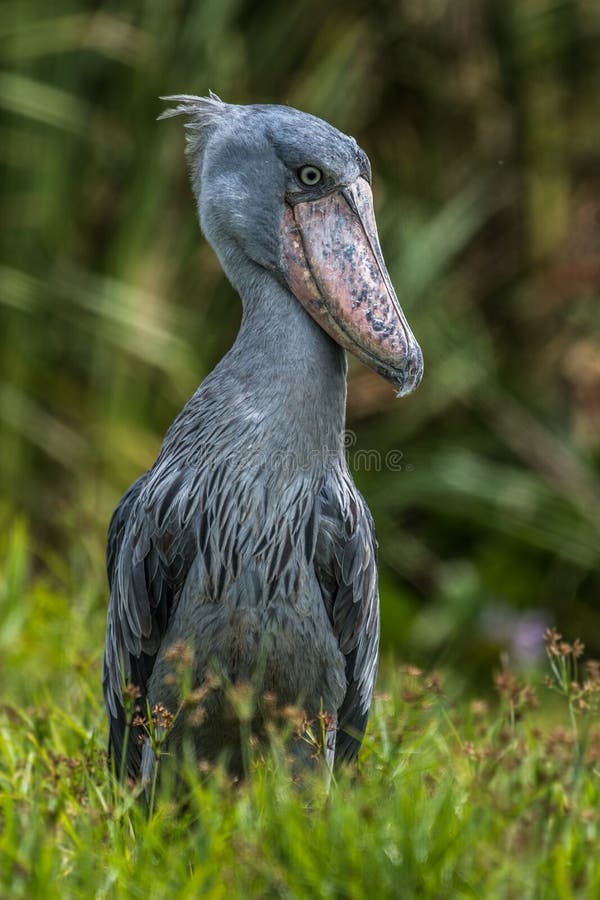 Shoebill, Balaeniceps rex stock photo. Image of africa - 155930854
