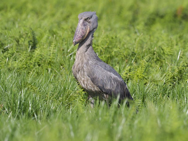 Shoebill, Balaeniceps rex stock photo. Image of bird - 124955814