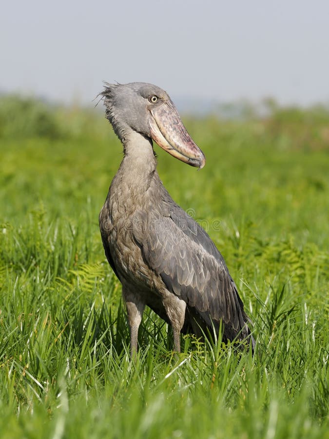 Shoebill, Balaeniceps rex stock image. Image of wildlife - 124955895