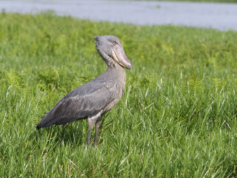 Shoebill, Balaeniceps rex stock image. Image of africa - 124955955