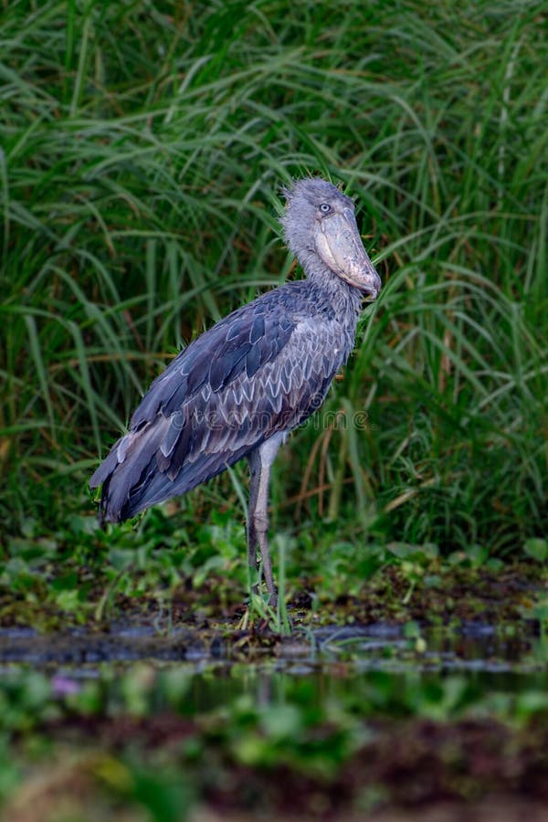 Shoebill, Balaeniceps rex stock image. Image of balaeniceps - 155930939