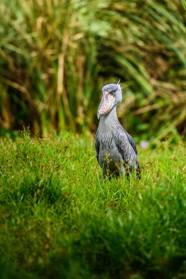 Shoebill stork stock photo. Image of ancient, large, bird - 20792056
