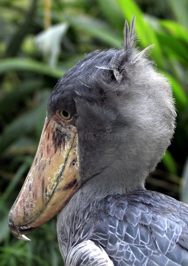 742 Shoebill Bird Stock Photos - Free & Royalty-Free Stock Photos from ...