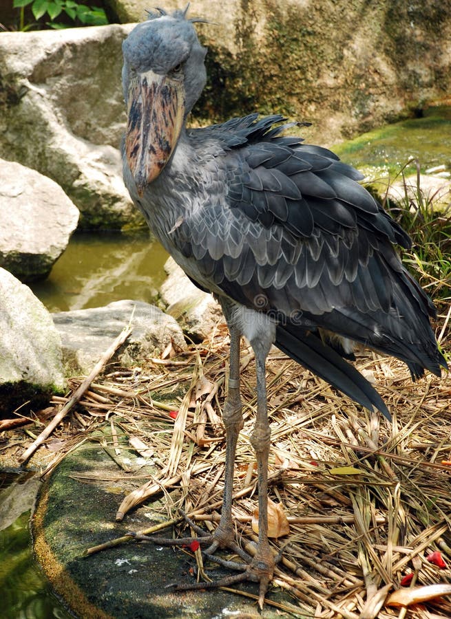 African Bird - Shoebill Stork in Morning Mist Stock Photo - Image of ...