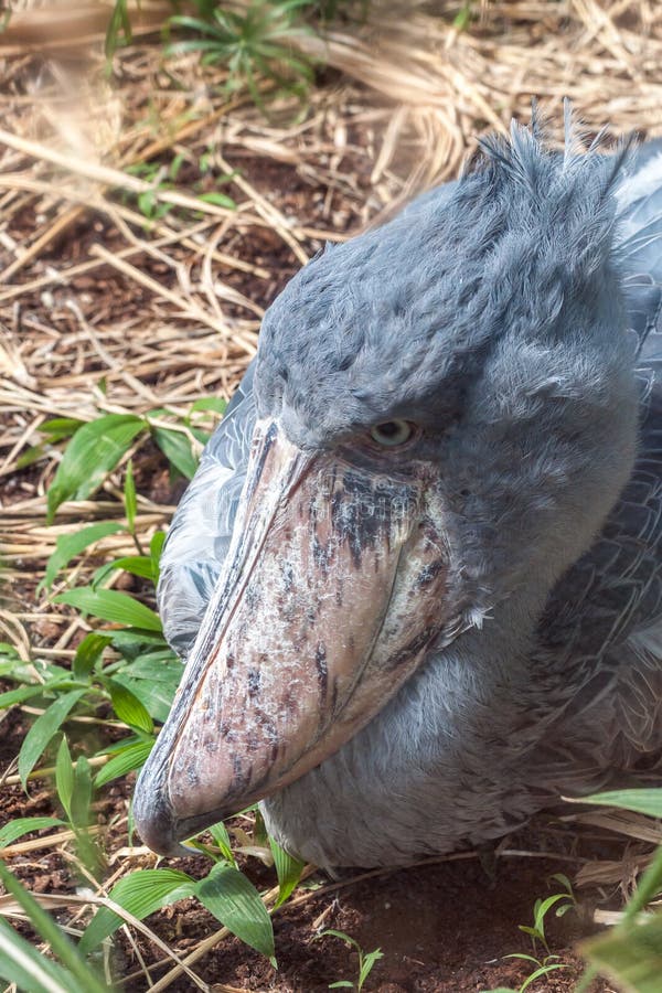 Shoebill bird face detail stock image. Image of fanwise - 18712579