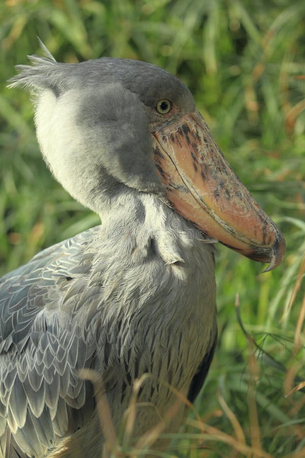 Shoebill detail stock photo. Image of upper, balaeniceps - 22417666