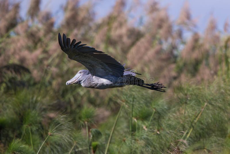 Shoebill Bird Flying Stock Photos - Free & Royalty-Free Stock Photos ...