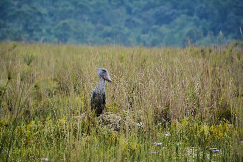 Shoebill Looking Far Off into Distance Stock Image - Image of ancient ...