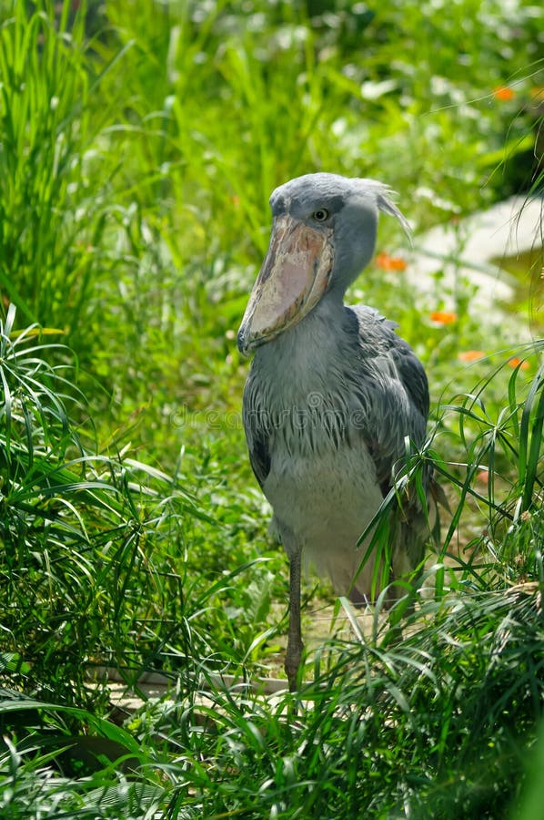 Shoebill, Balaeniceps Rex, Portrait of Big Beaked Bird, Uganda. Detail ...