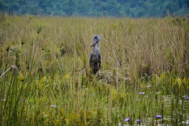 Shoebill Standing Very Straight Showing Full Height Stock Photo - Image ...