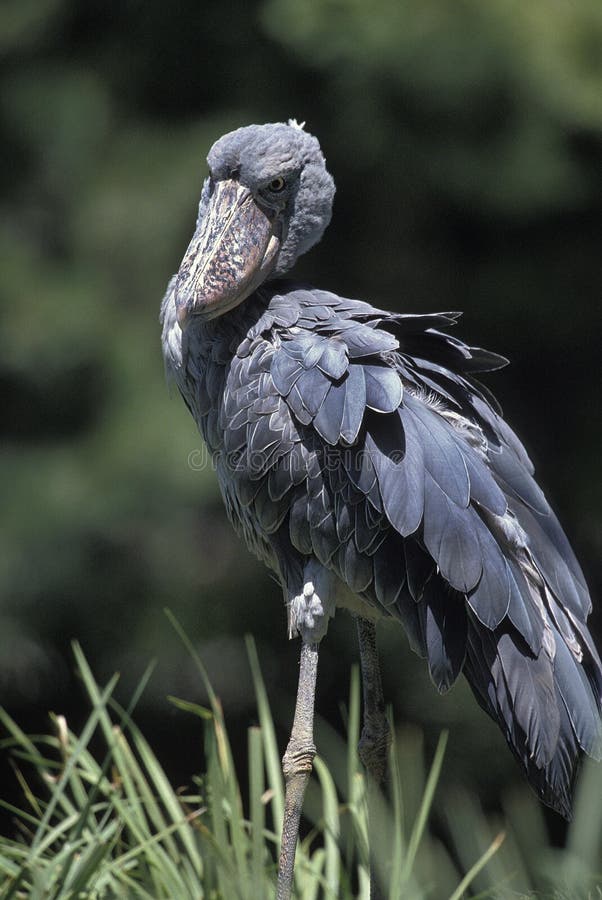 Shoebill Stork O Cicogna a Testa Di Balena, Balaeniceps Rex, Adulto ...