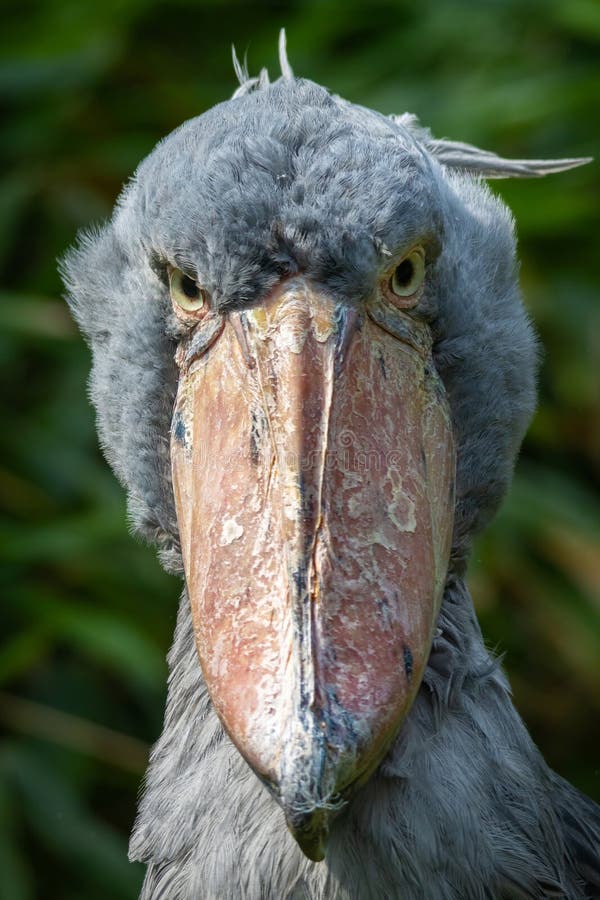 A Shoebill Stork Standing Surrounded by Plants and Waiting Stock Photo ...