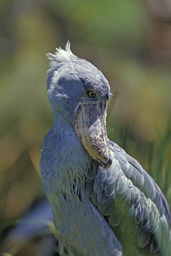 Shoebill Stork or Whale-Headed Stork, Balaeniceps Rex Stock Photo ...