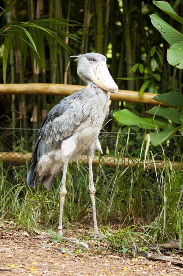 A Shoebill Stork stock image. Image of zambia, eyes, beak - 25249165
