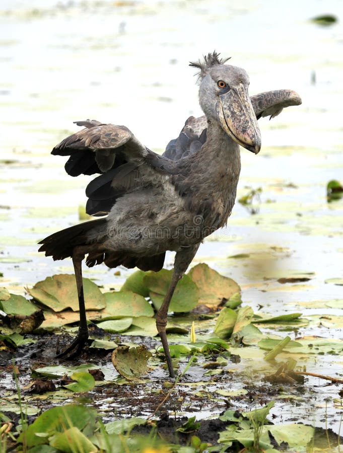 Shoebill Bird Flying Stock Photos - Free & Royalty-Free Stock Photos ...