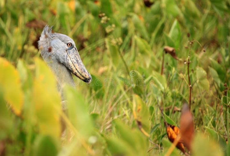 Shoebill in Uganda stock photo. Image of outdoors, leaf - 25881842