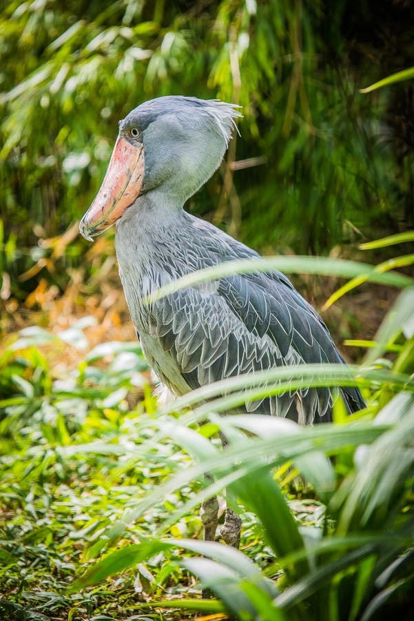 Shoebill in the zoo stock photo. Image of beauty, rare - 202408484