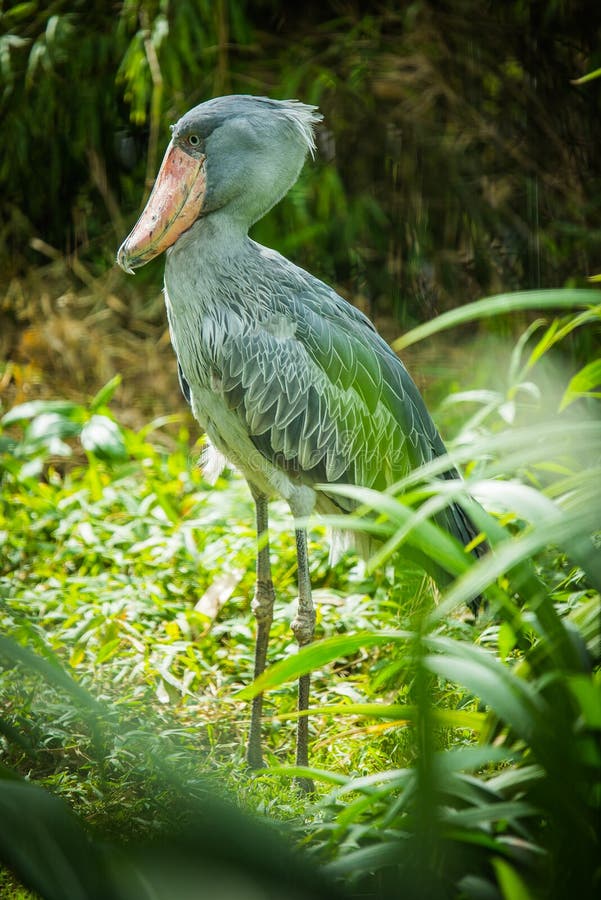 Shoebill in the zoo stock image. Image of large, grey - 202408515