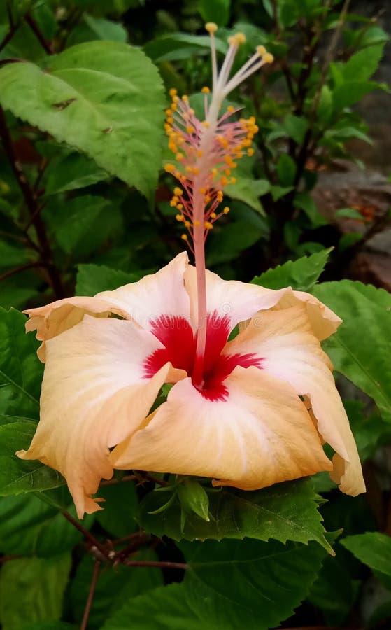 A Flower of Shoeblack Plant Stock Image - Image of flower, rosasinensis ...