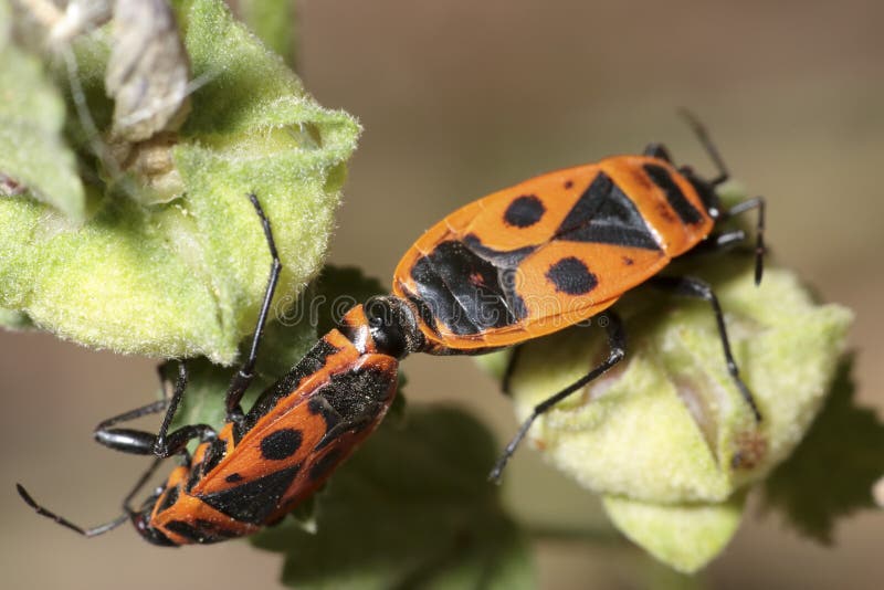 Shoemaker Photographed Close Stock Photo - Image of nature ...