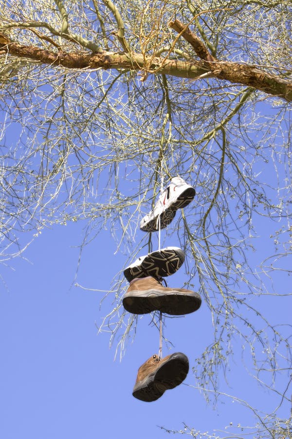 Shoes stock photo. Image of shoelace, lace, boot, branch - 13673474
