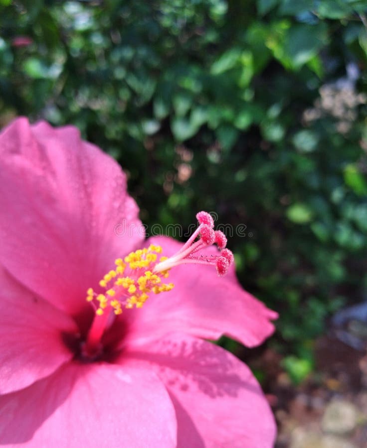 Shoes flower pink stock image. Image of pink, trees - 202677881