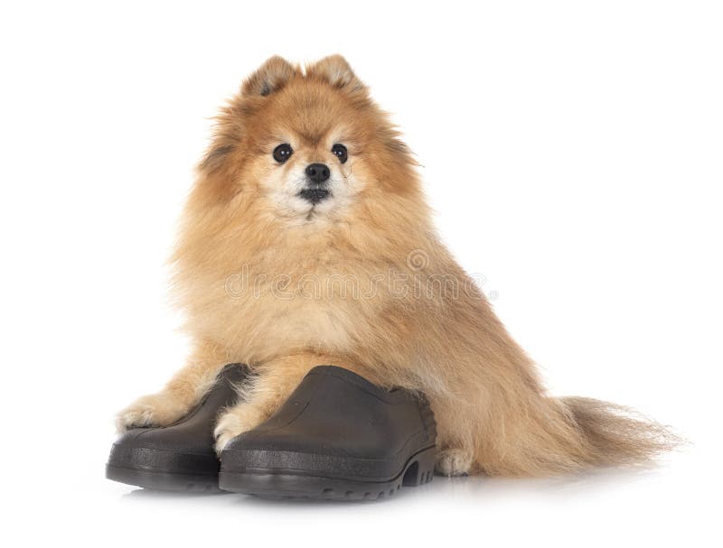 Shoes for garden and spitz stock photo. Image of garden - 225100584