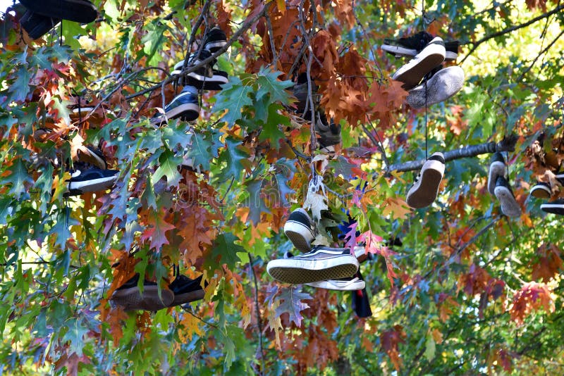 Shoes hanging from a tree stock image. Image of leaves - 263220341