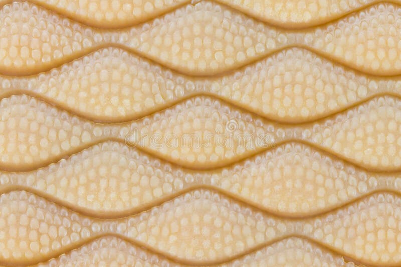Outsole Texture Background for Design Stock Photo - Image of outsole ...