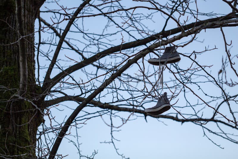 Shoes on a tree stock image. Image of children, spring - 72362071