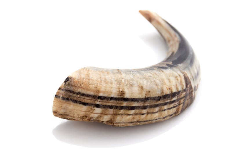 Shofar imagen de archivo. Imagen de rabino, rezo, judío - 4252401