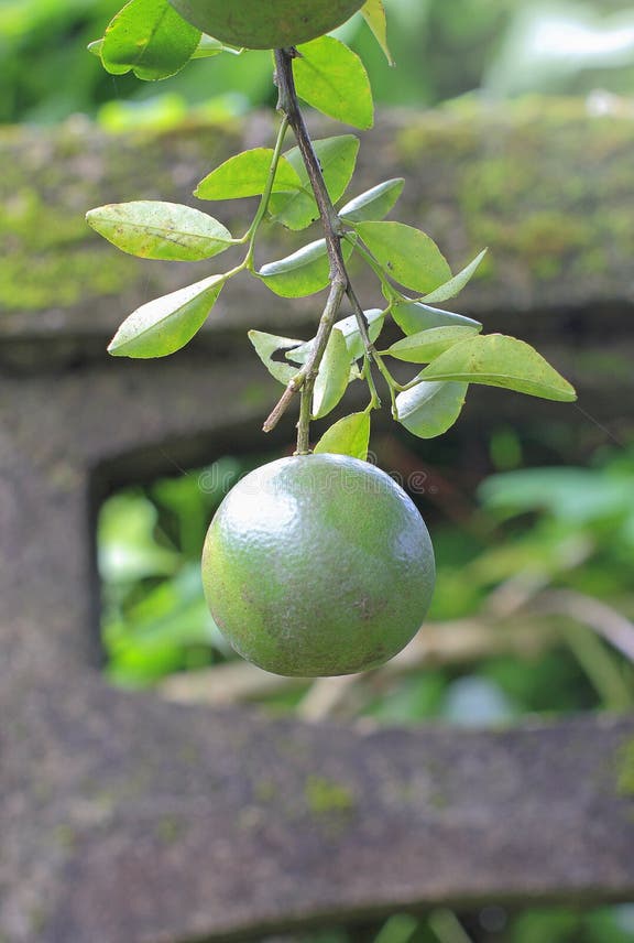Shogun Oranges on the Tree before Harvesting Stock Photo - Image of ...