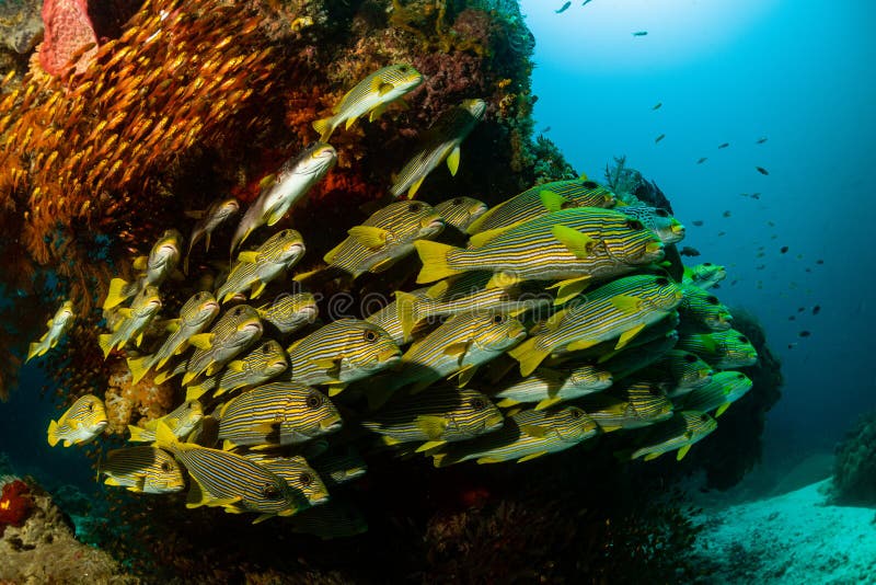 Golden Sweeper stock photo. Image of pink, indonesia - 33093148