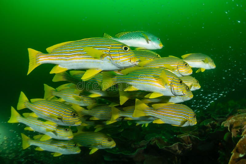 Golden Sweeper stock photo. Image of pink, indonesia - 33093148